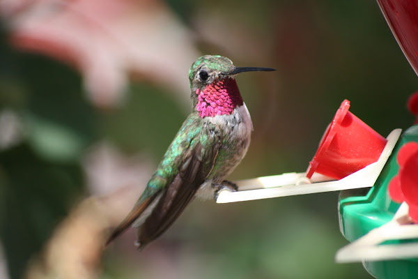 hummingbird | Project Noah