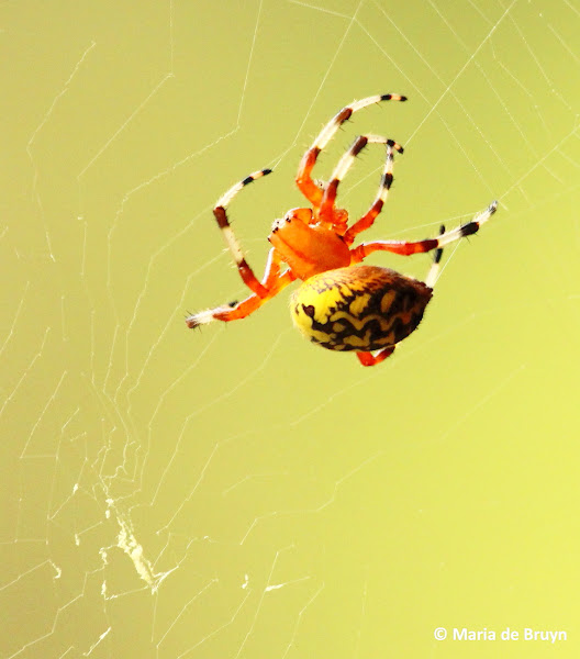 Marbled orbweaver showing spinneret | Project Noah