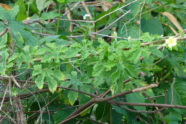 Bitter Melon/ Bitter Gourd | Project Noah
