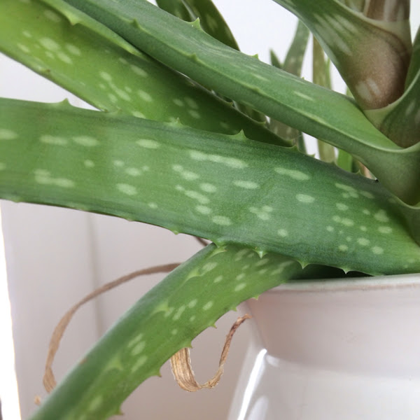 Aloe plant | Project Noah
