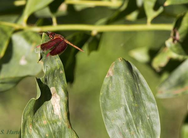 Painted Grasshawk | Project Noah