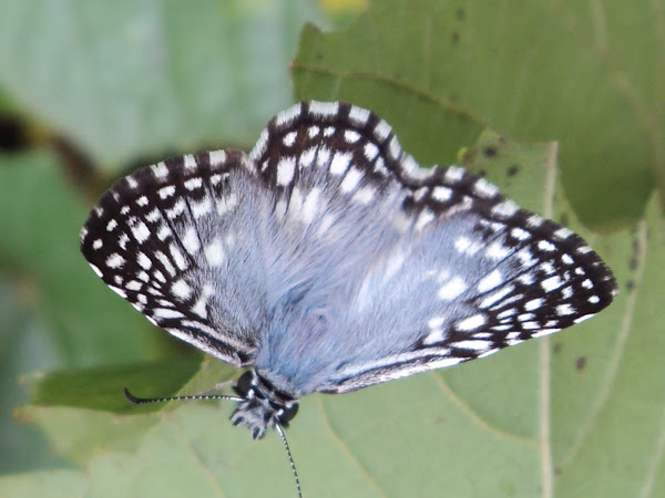 Orcus Checkered-Skipper | Project Noah