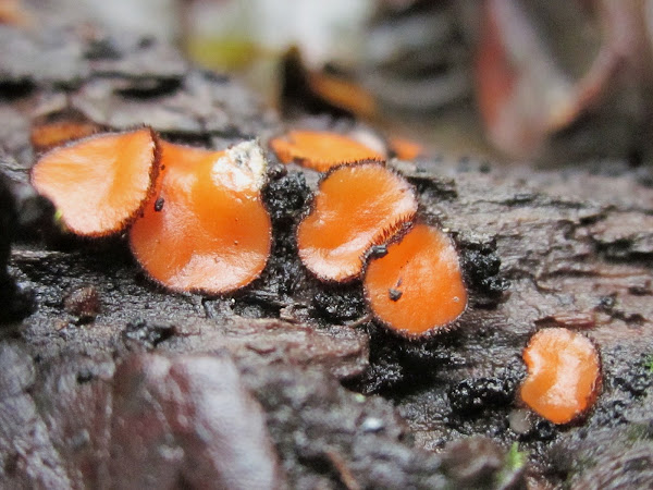 eyelash pixie cup | Project Noah