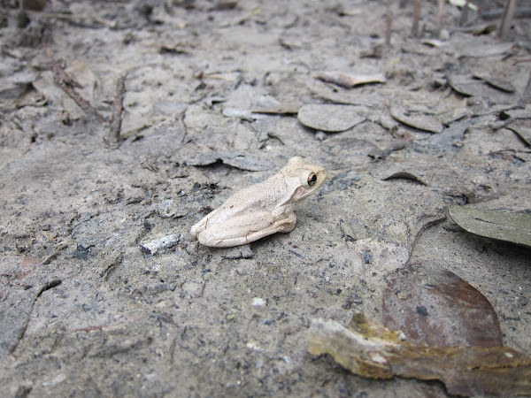 Cuban Treefrog | Project Noah