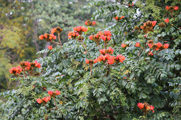 African Tulip Tree | Project Noah
