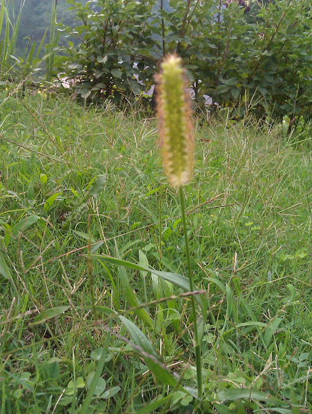 Fountain‑grass | Project Noah