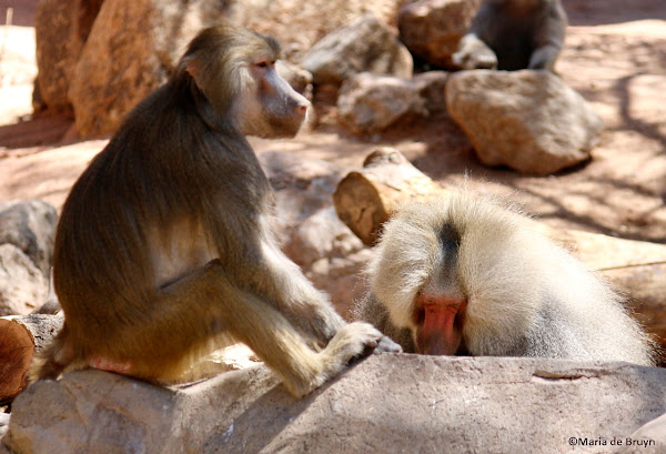 Hamadryas baboon | Project Noah