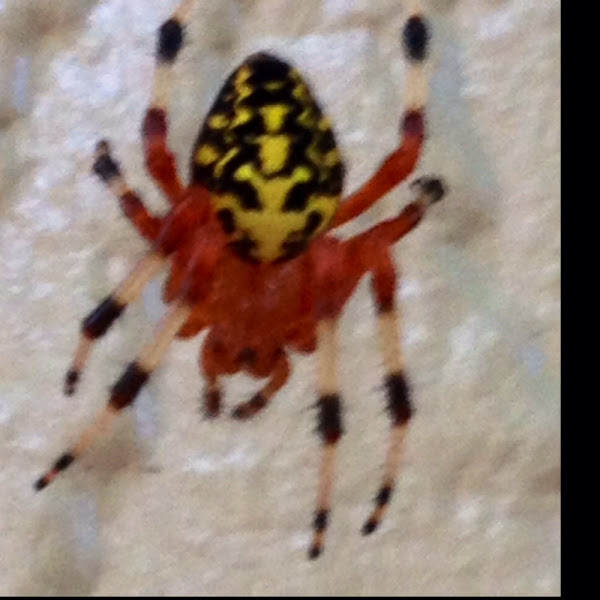 Marbled Orbweaver | Project Noah