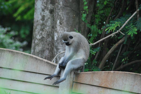 Vervet Monkey | Project Noah