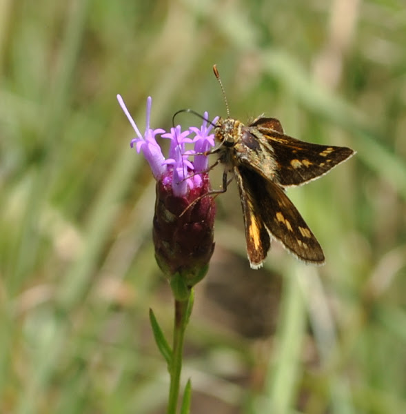 Peck's Skipper | Project Noah