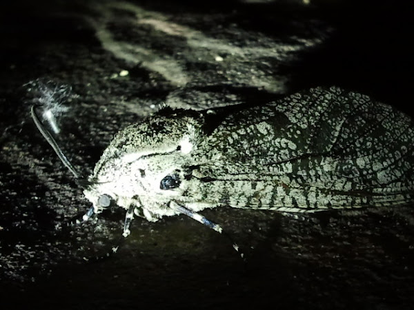 Carpenterworm moth | Project Noah