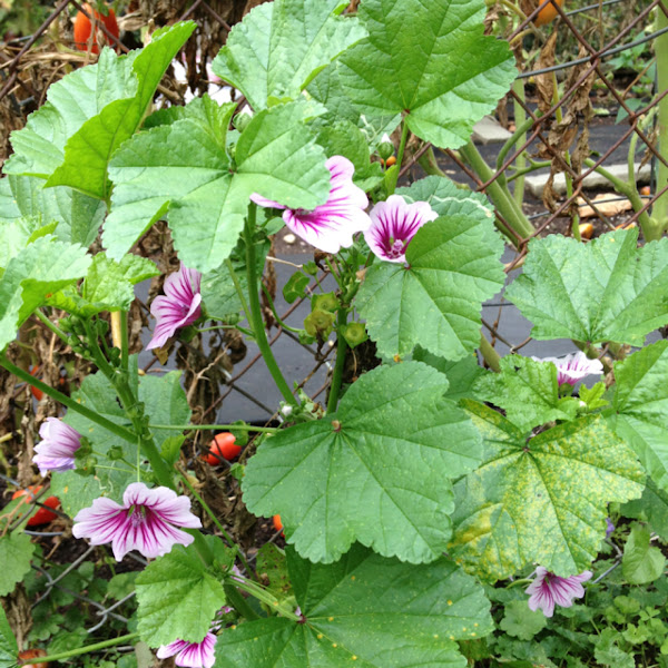 French Hollyhock or Zebra Mallow | Project Noah