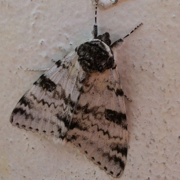 White Underwing | Project Noah