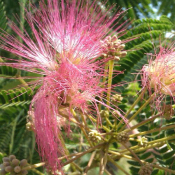 Silk-tree | Project Noah