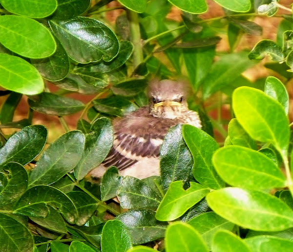 Mockingbird | Project Noah