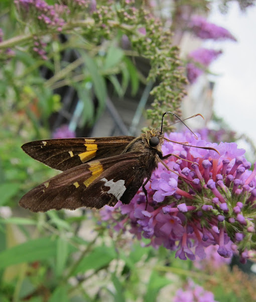 Silver-spotted Skipper | Project Noah