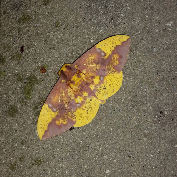 Imperial Moth | Project Noah