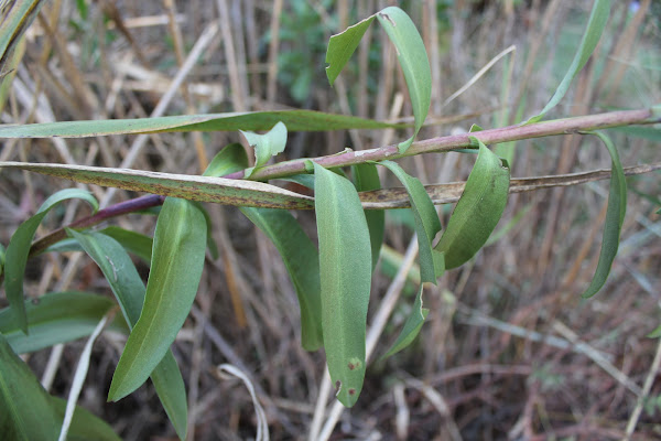 Salt marsh goldenrod | Project Noah