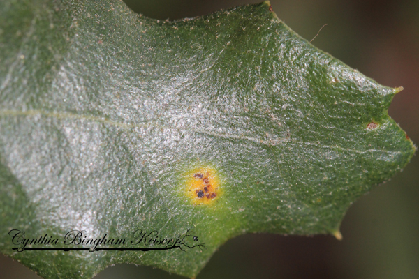 Disc Gall Wasp | Project Noah