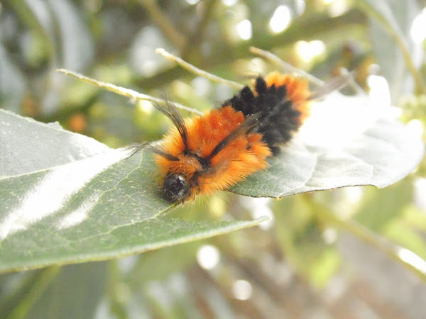 Tiger Moth Caterpillar | Project Noah