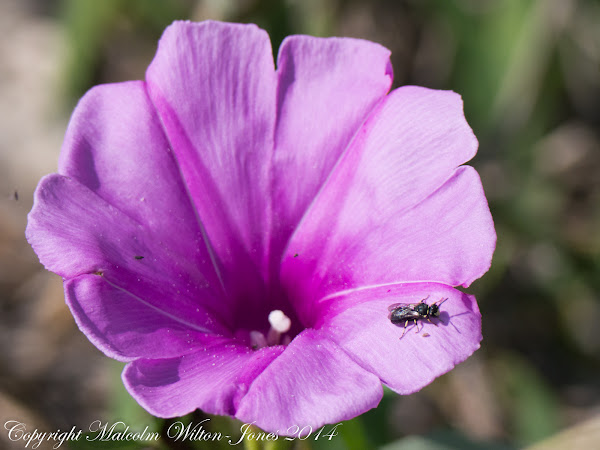 Sea Bindweed | Project Noah
