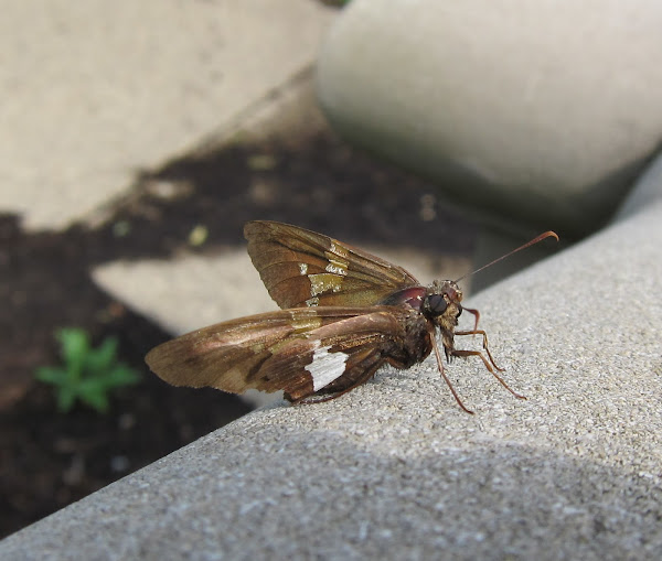Silver-spotted Skipper | Project Noah