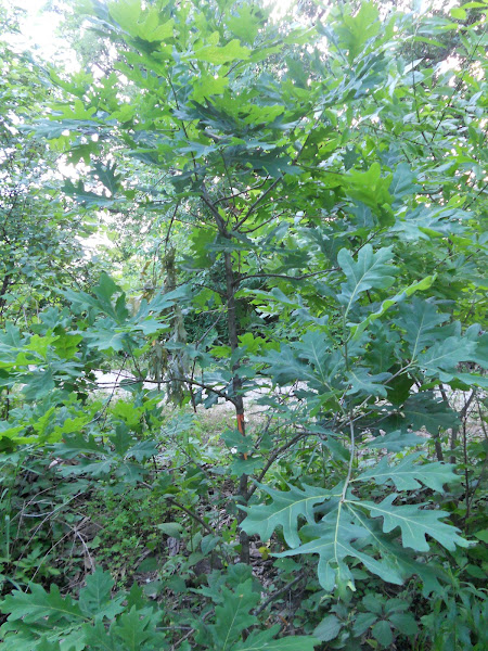 Oak Tree | Project Noah