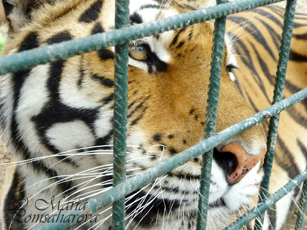 Siberian Tiger | Project Noah