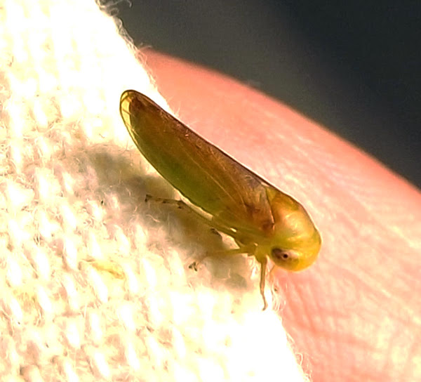 Leafhopper | Project Noah