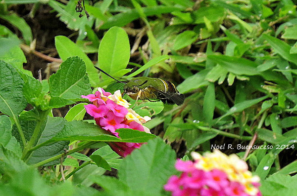 Coffee Bee Hawk Moth | Project Noah