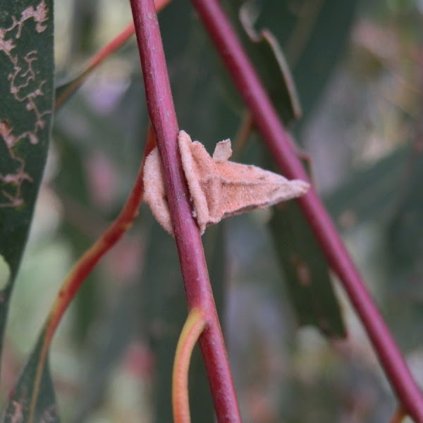 Small Ribbed-Case moth | Project Noah