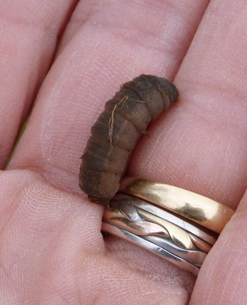 Crane fly larva | Project Noah