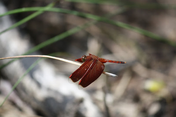 Red Grasshawk | Project Noah