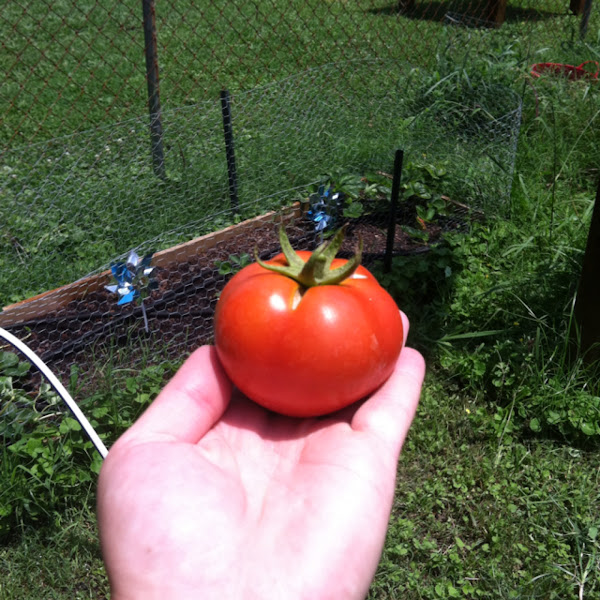 Tomato | Project Noah