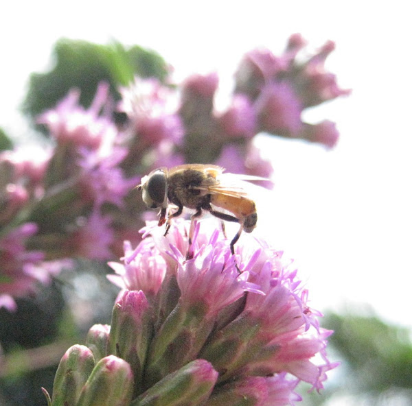 Syrphid Fly | Project Noah