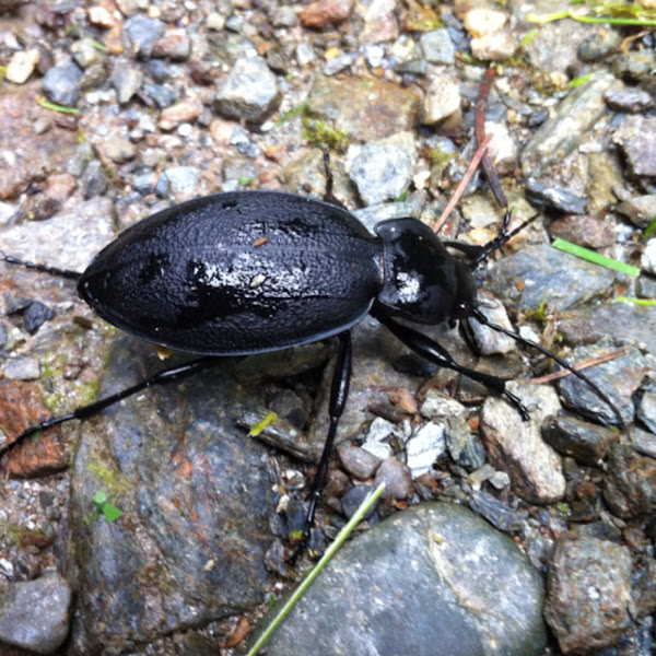 Common Black Ground Beetle | Project Noah