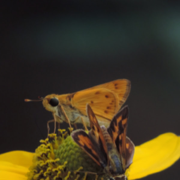 Fiery Skippers | Project Noah