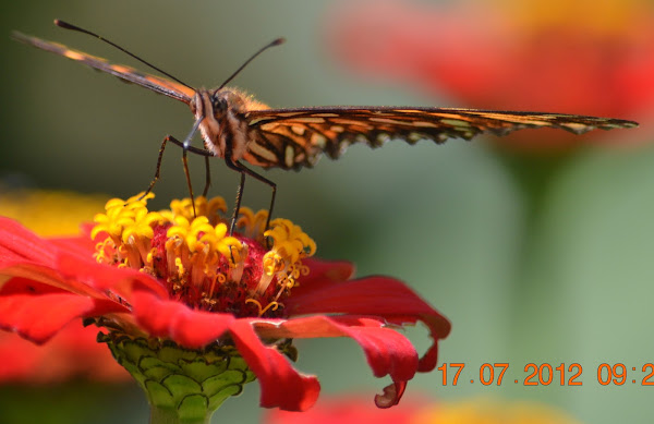 Juno Longwing Butterfly | Project Noah
