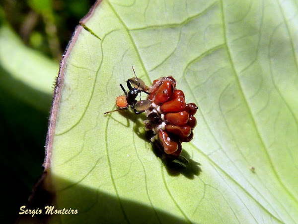 Assassin bug eggs hatching | Project Noah