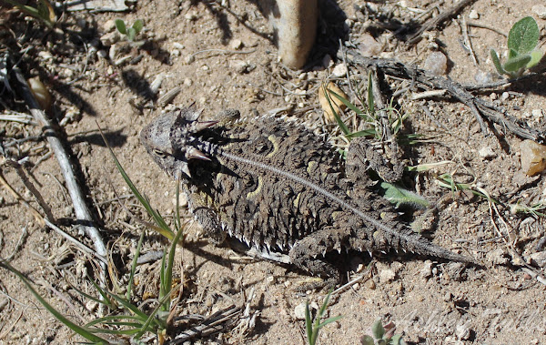 Texas Horned Lizard | Project Noah