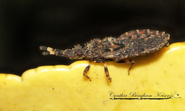 Flat Bug | Project Noah