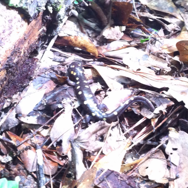 Spotted salamander | Project Noah