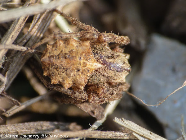 Starbellied orbweaver (male) | Project Noah