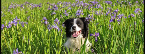 Blue Flag (Iris) | Project Noah