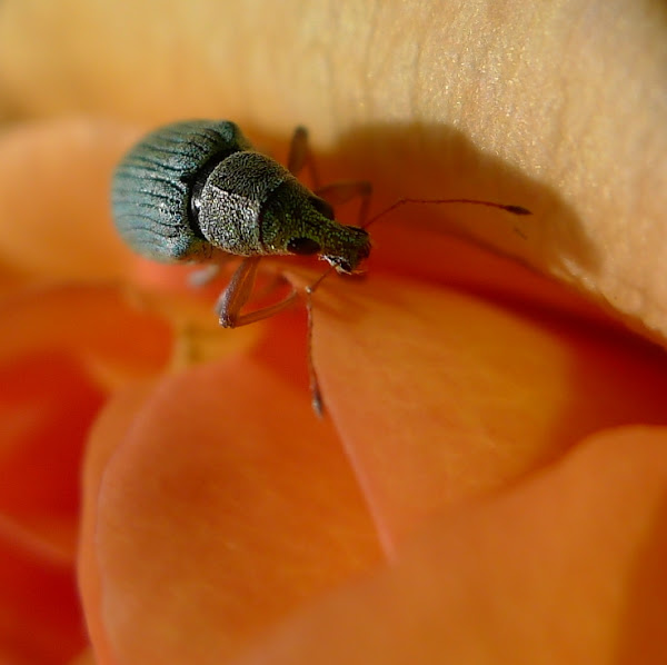 Green Weevil | Project Noah