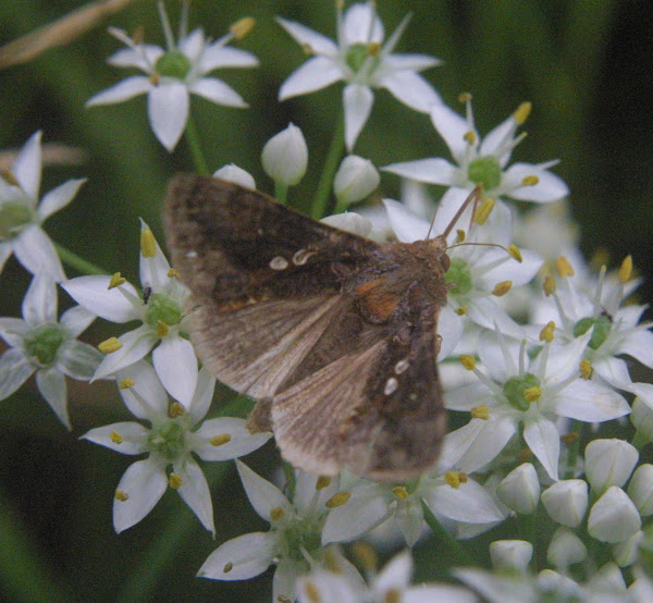 Soybean Looper | Project Noah