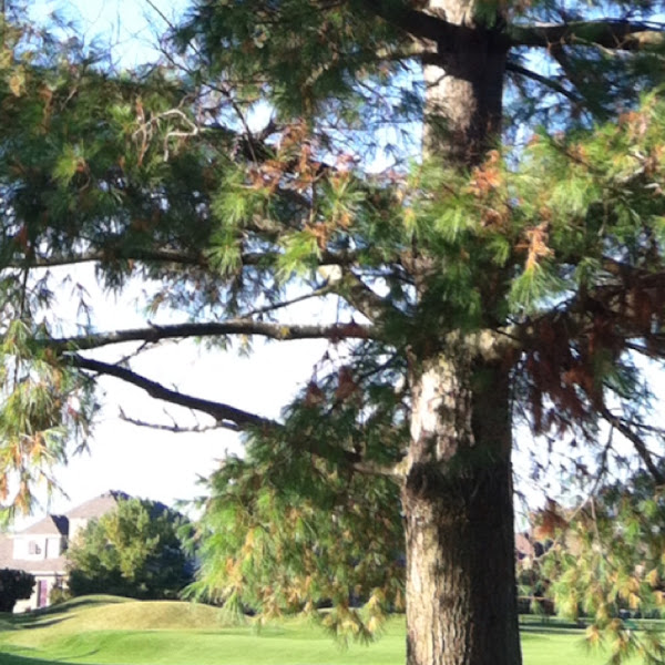 White pine | Project Noah