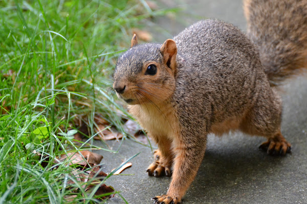 fox squirrel | Project Noah