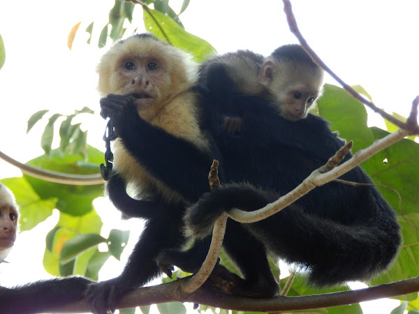 White-headed capuchin monkey | Project Noah