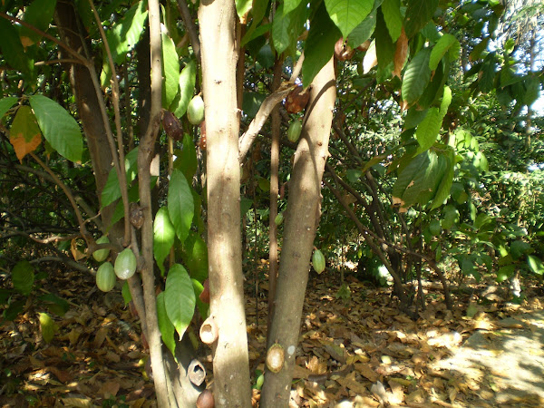 Cocoa Tree | Project Noah